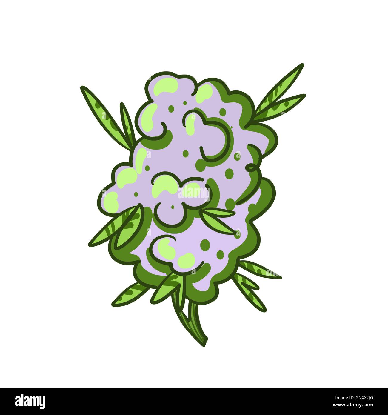 Cannabis cones. Marijuana Branch, Vector Illustration of Medical Weed ...