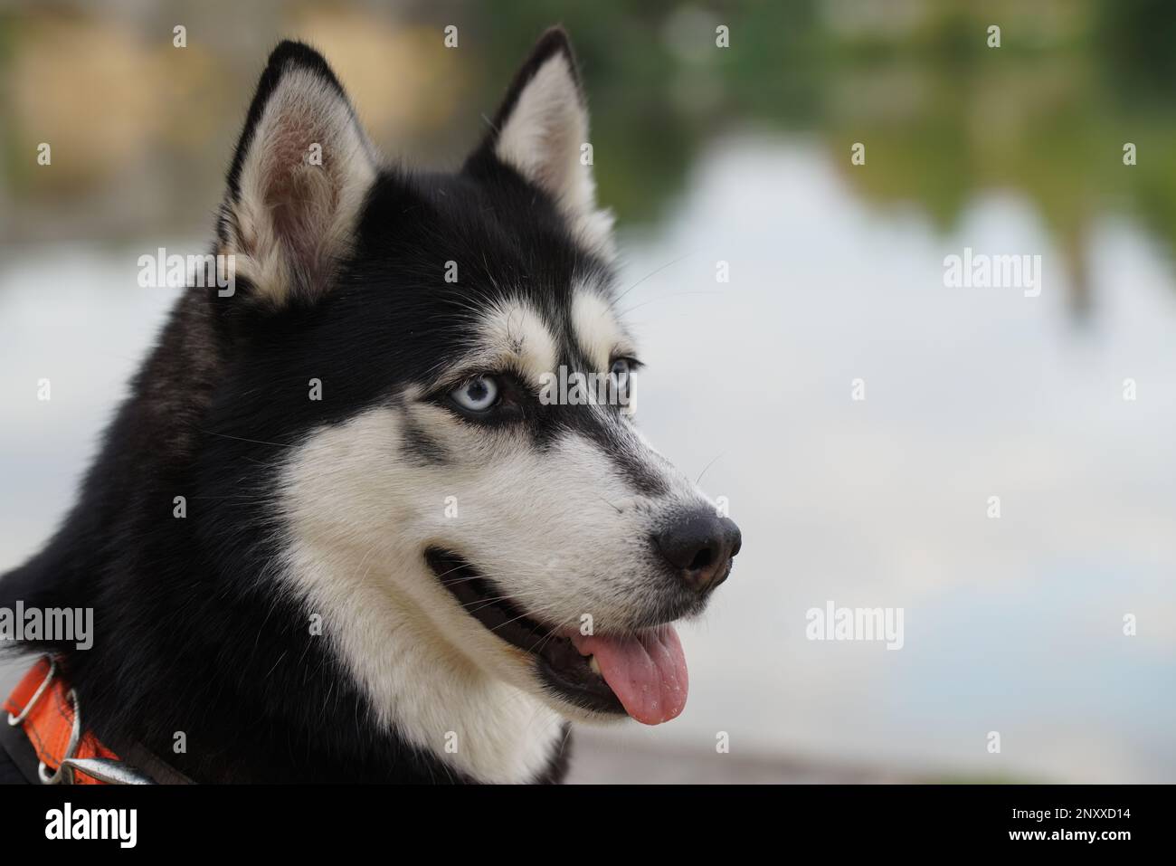 Husky am Kitzinger Mainufer Stock Photo - Alamy