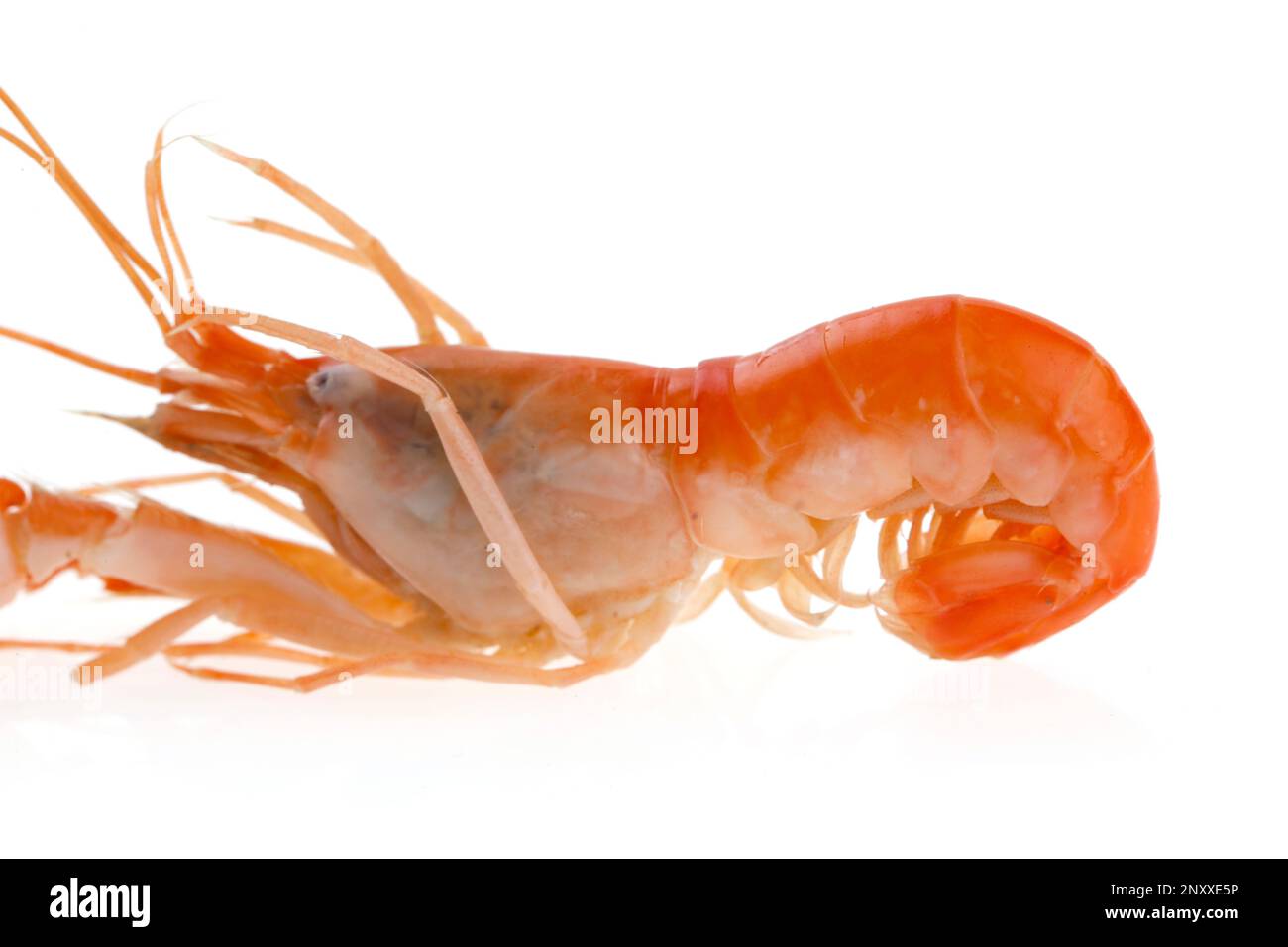 Shrimp on a white background Stock Photo - Alamy