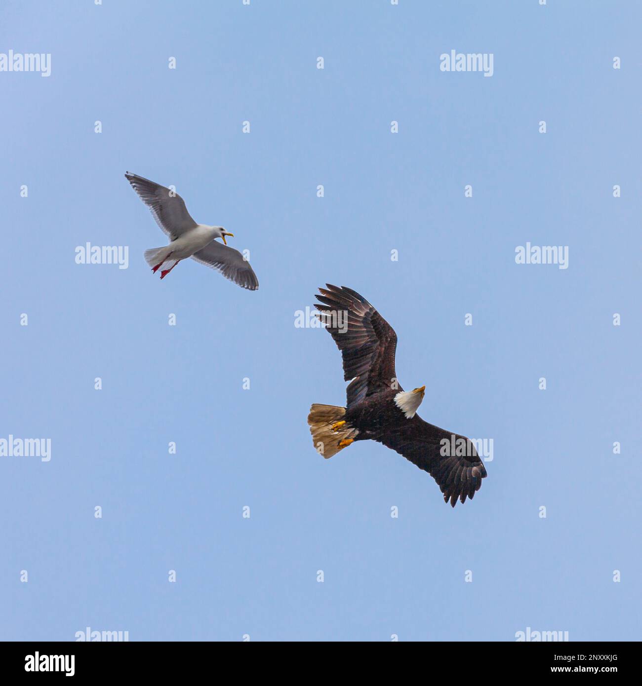 Aggressive seagull hi-res stock photography and images - Alamy