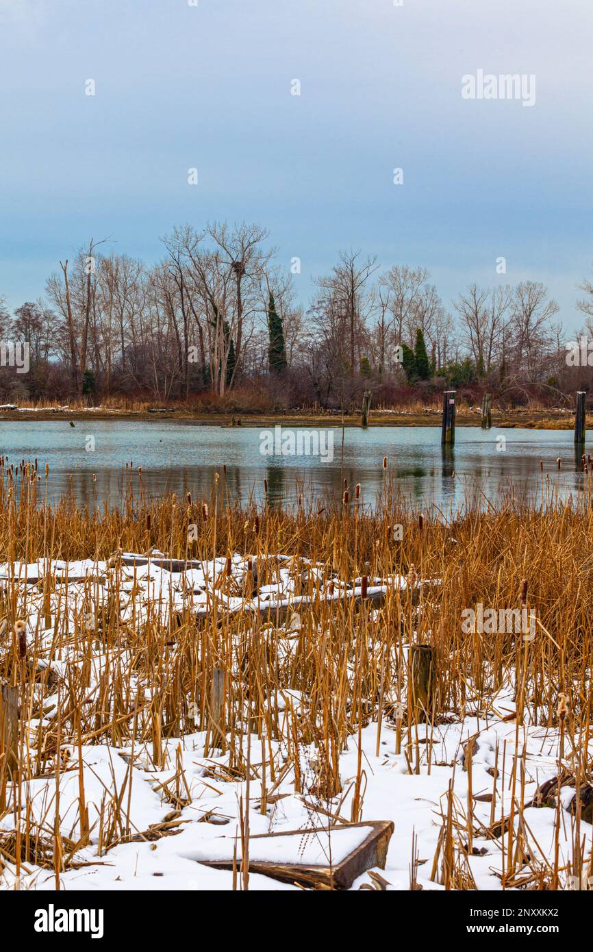 Light snowfall on a coastal marsh in Steveston British Columbia Canada ...