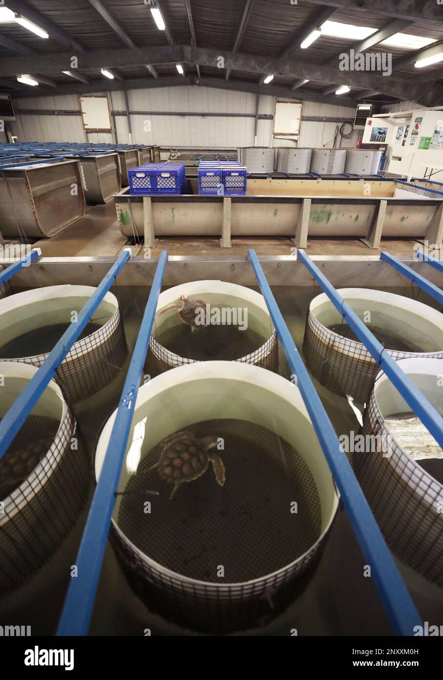In this Monday, Dec. 4, 2017 photo, loggerhead sea turtles swim in the ...