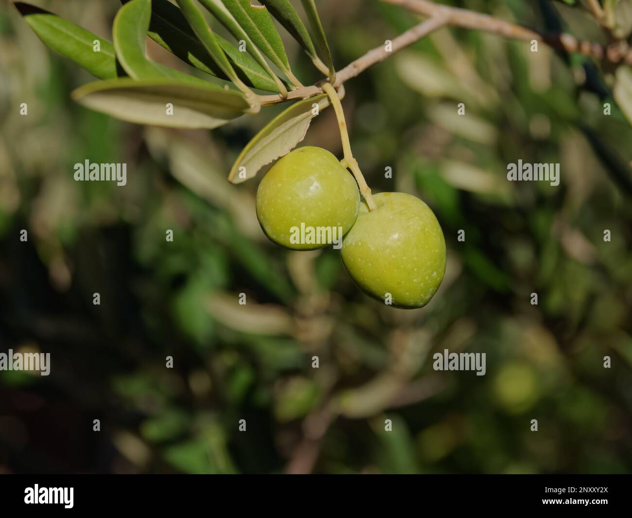 Croatian food production hi-res stock photography and images - Alamy