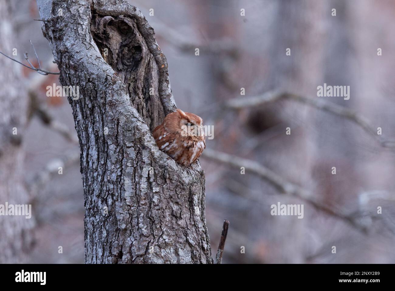 Screechhoot hi-res stock photography and images - Alamy
