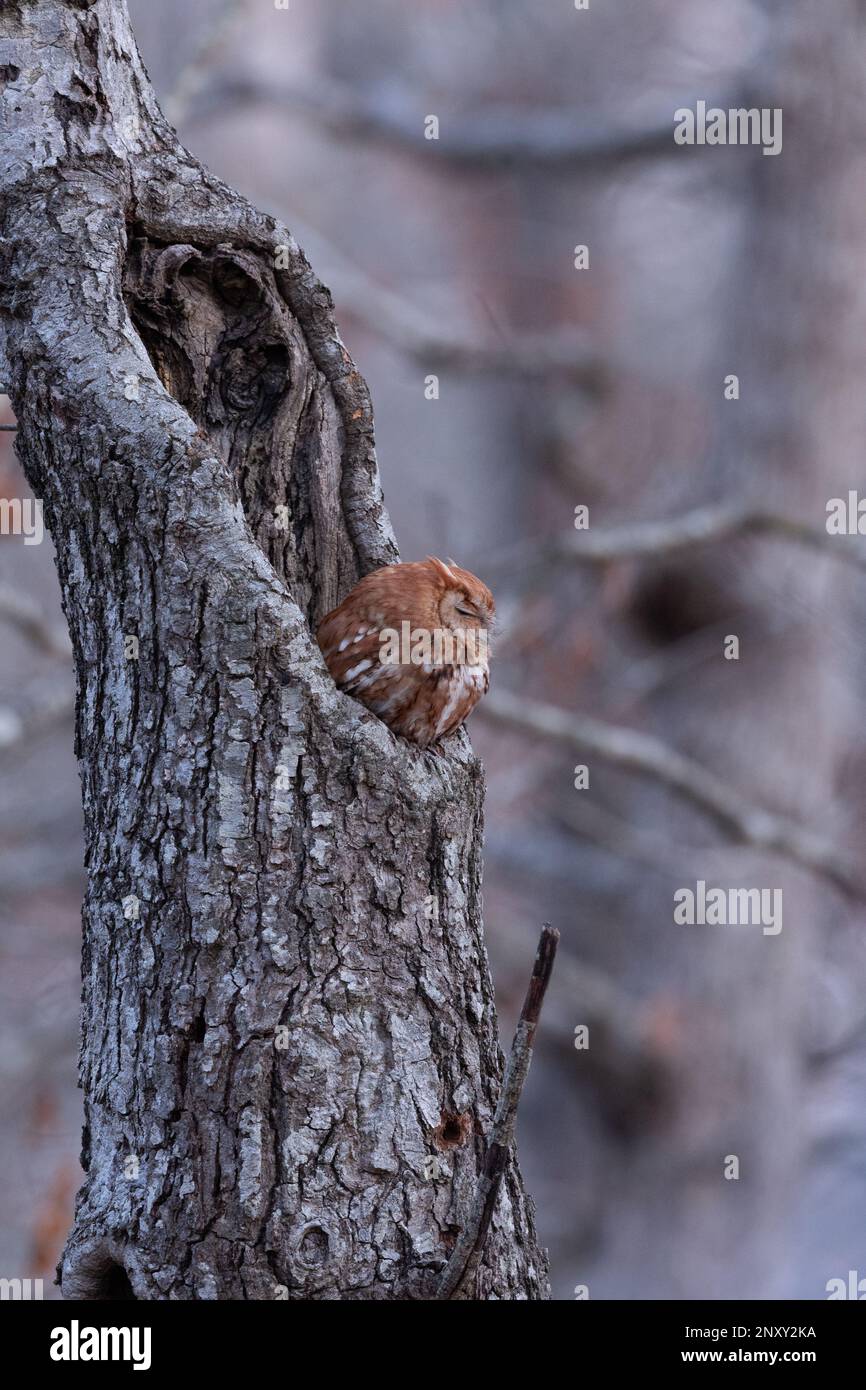 Red Morph Eastern Screech watch on looking starring at him early ...