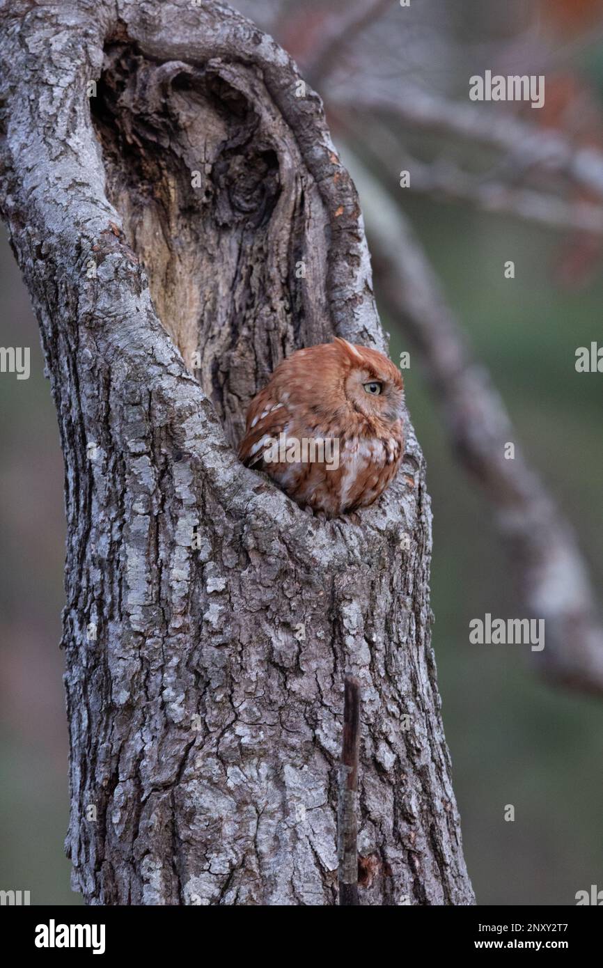 Red Morph Eastern Screech watch on looking starring at him early ...