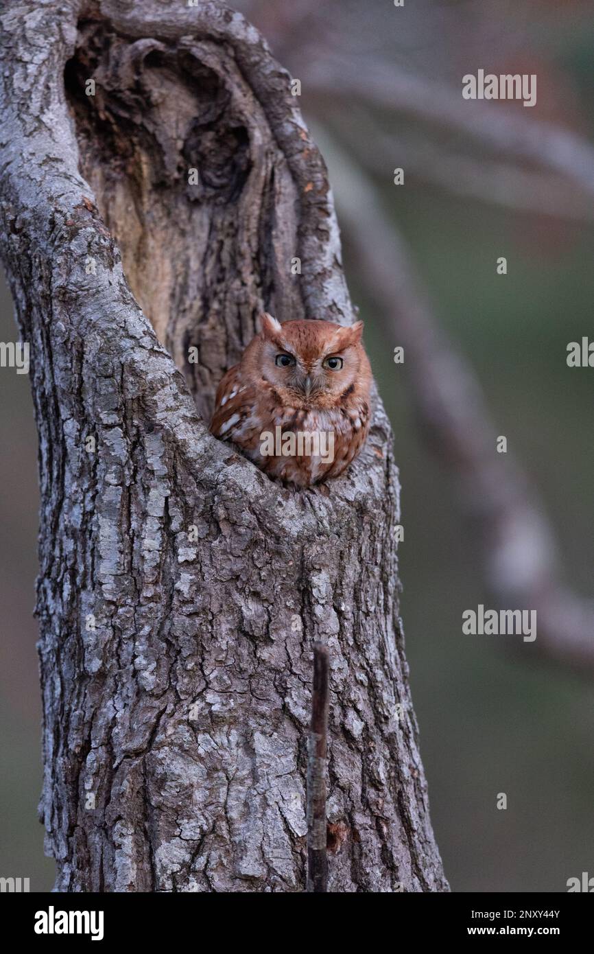 Red Morph Eastern Screech watch on looking starring at him early ...