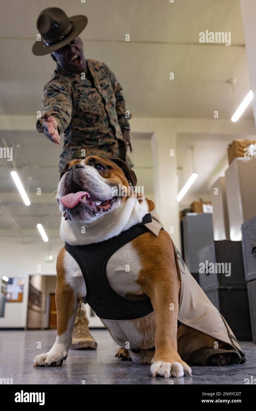 U.S. Marine Corps Cpl. Manny, the mascot of Marine Corps Recruit Depot ...