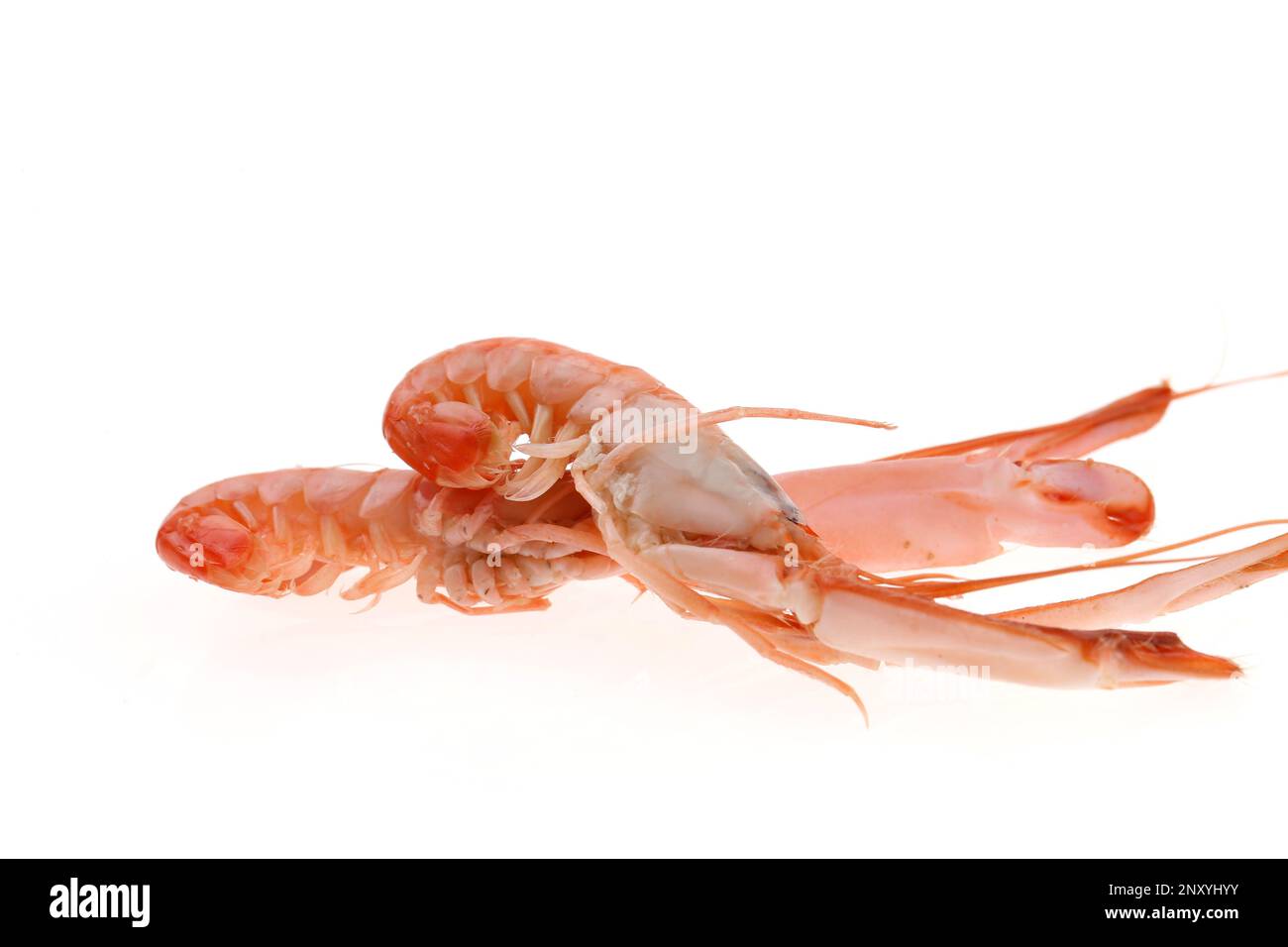 Shrimp on a white background Stock Photo - Alamy