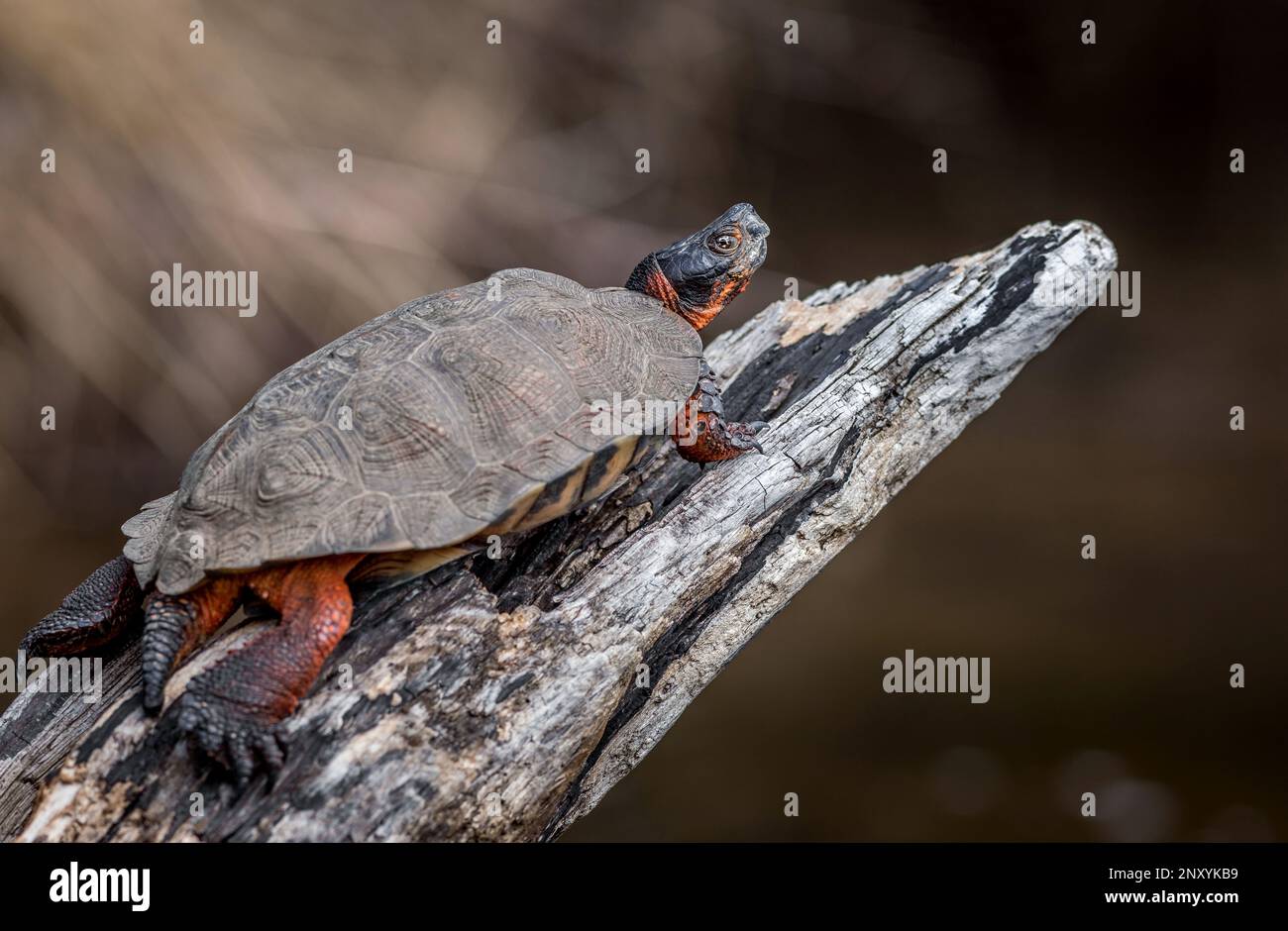 North American wood turtle basking on log above a Massachusetts river ...