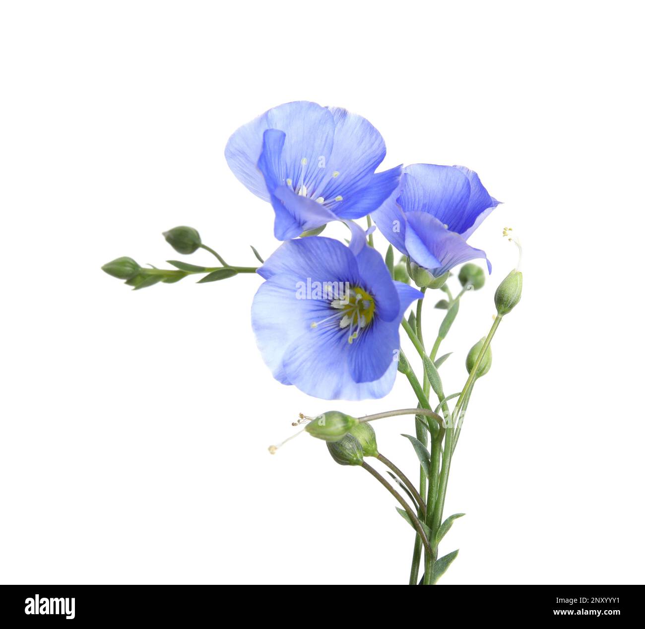 Blue flax Cut Out Stock Images & Pictures - Alamy