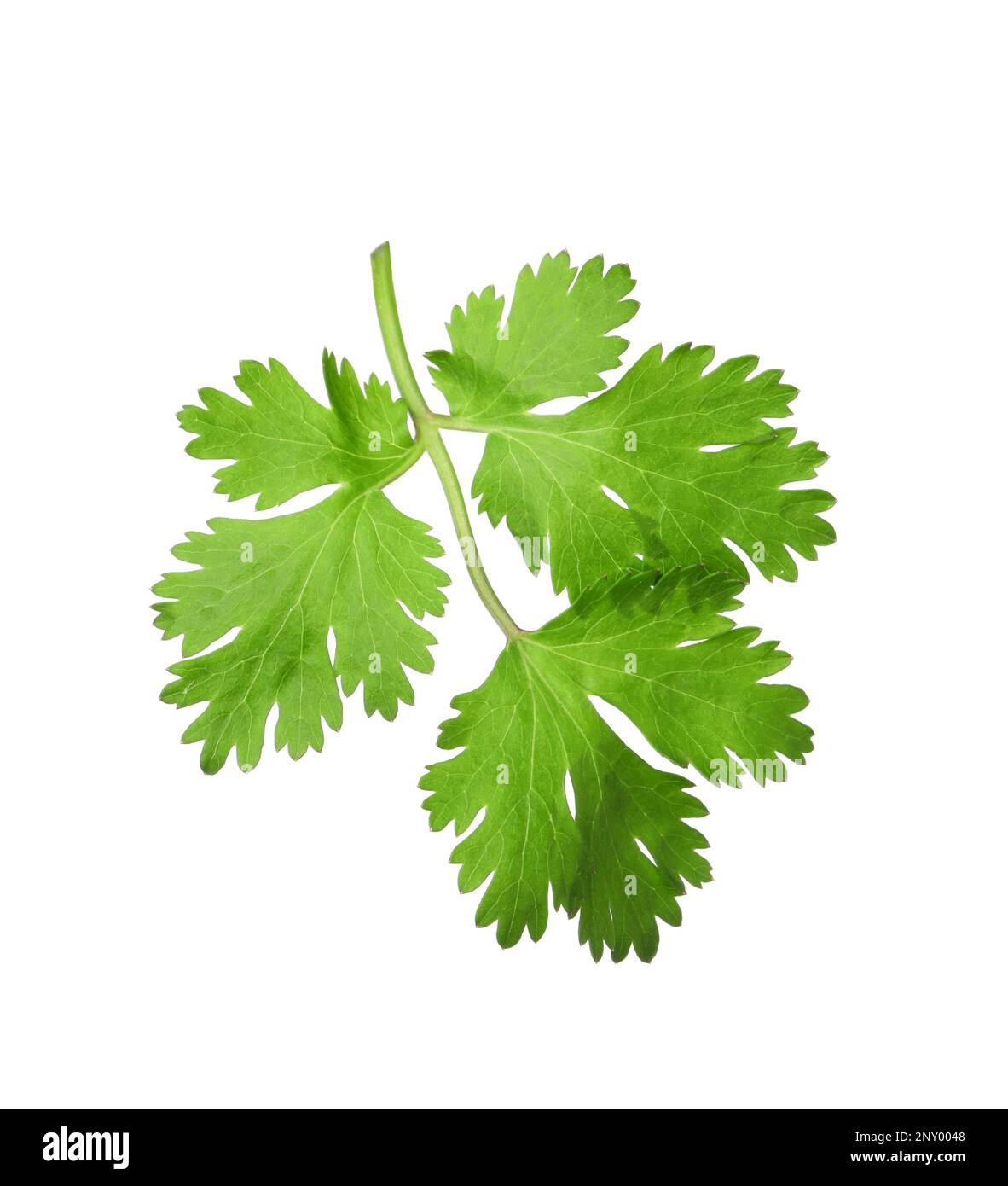 Aromatic fresh green cilantro isolated on white Stock Photo - Alamy