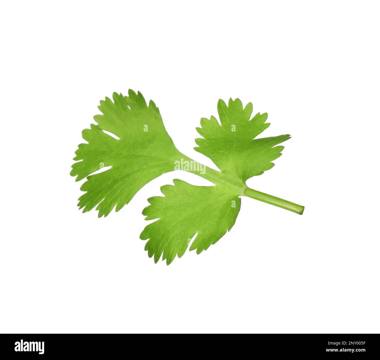 Aromatic fresh green cilantro isolated on white Stock Photo - Alamy