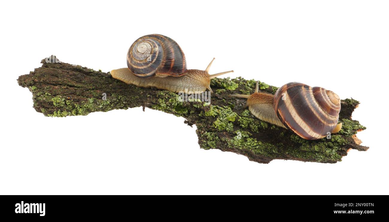 Common garden snails crawling on tree bark against white background ...