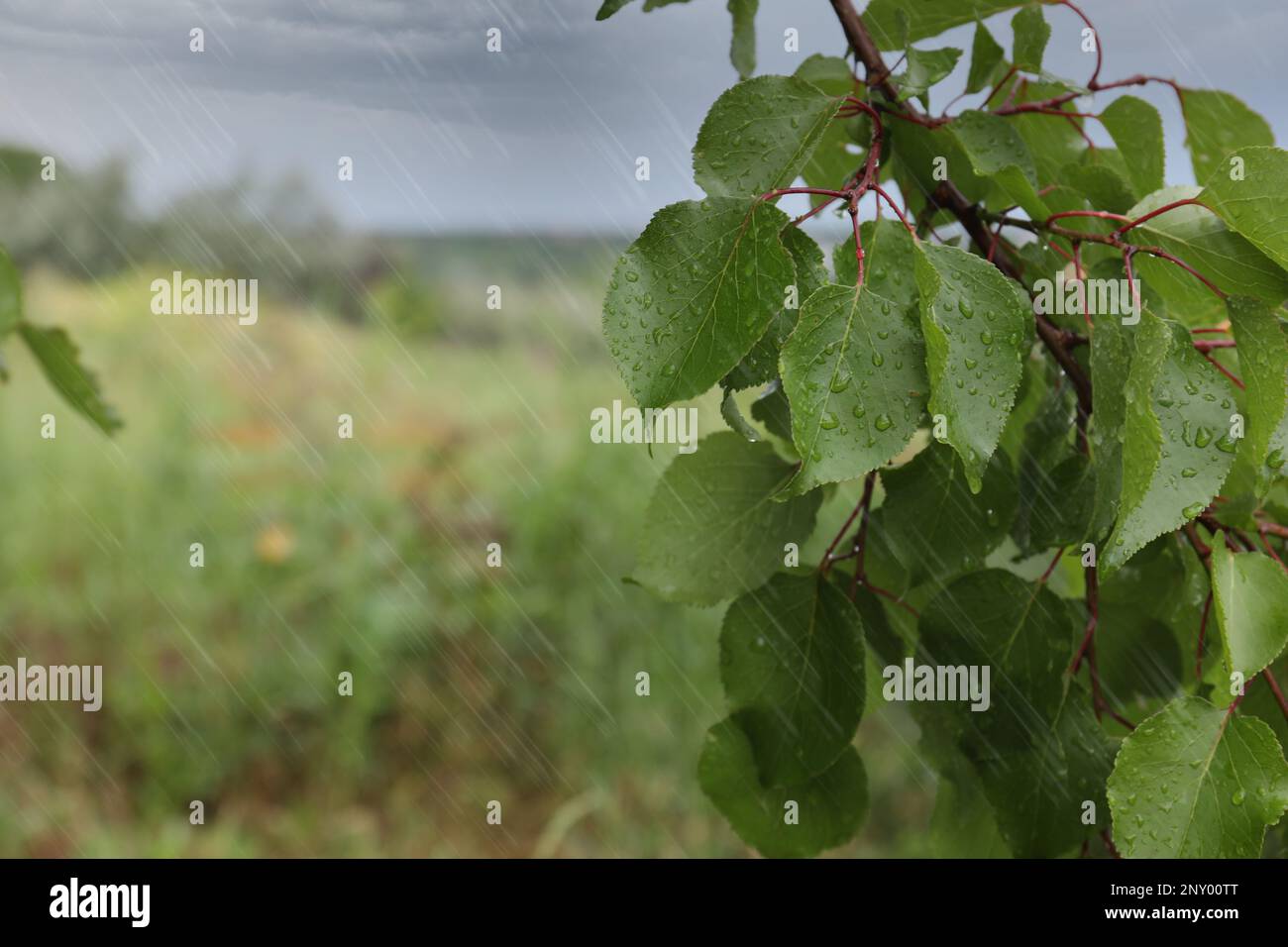 Branch of tree with water drops outdoors, closeup. Rainy weather Stock ...