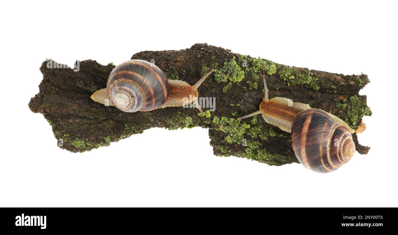 Common garden snails crawling on tree bark against white background ...