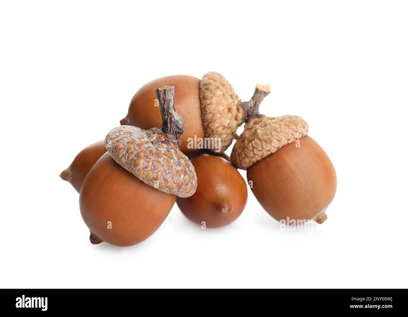 Many beautiful brown acorns on white background Stock Photo - Alamy