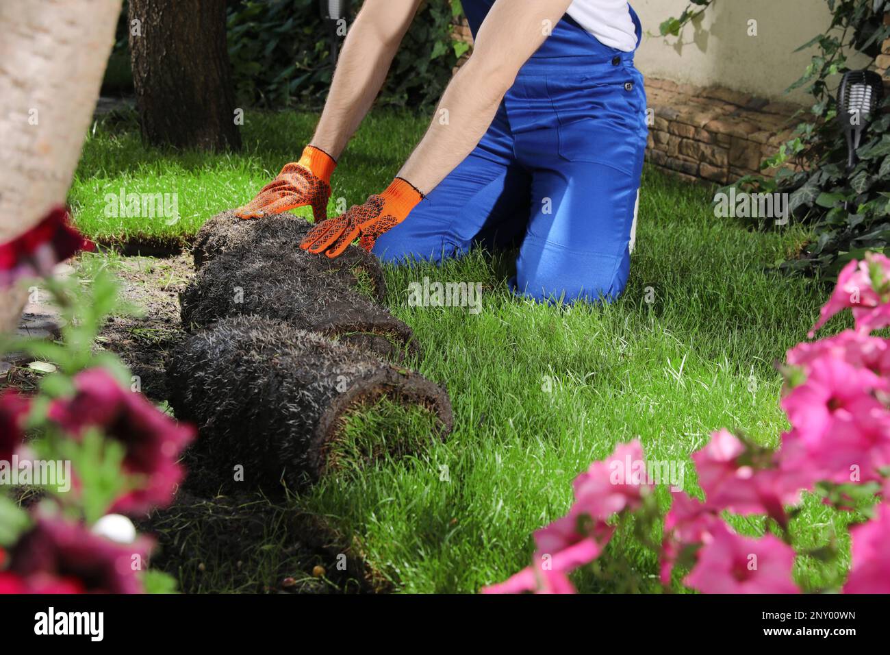 Gardener laying grass sod on backyard, closeup Stock Photo - Alamy