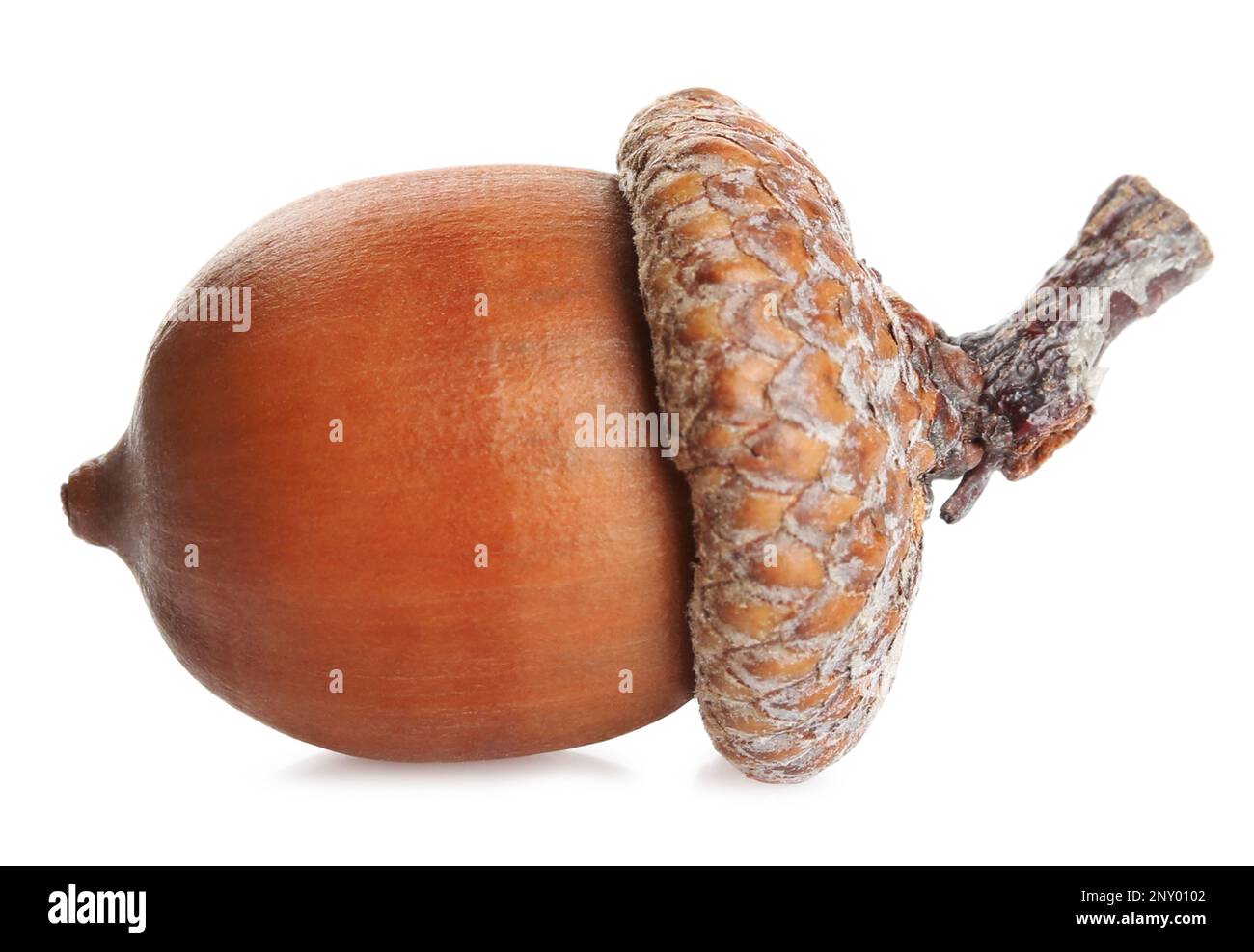 One beautiful brown acorn isolated on white Stock Photo - Alamy