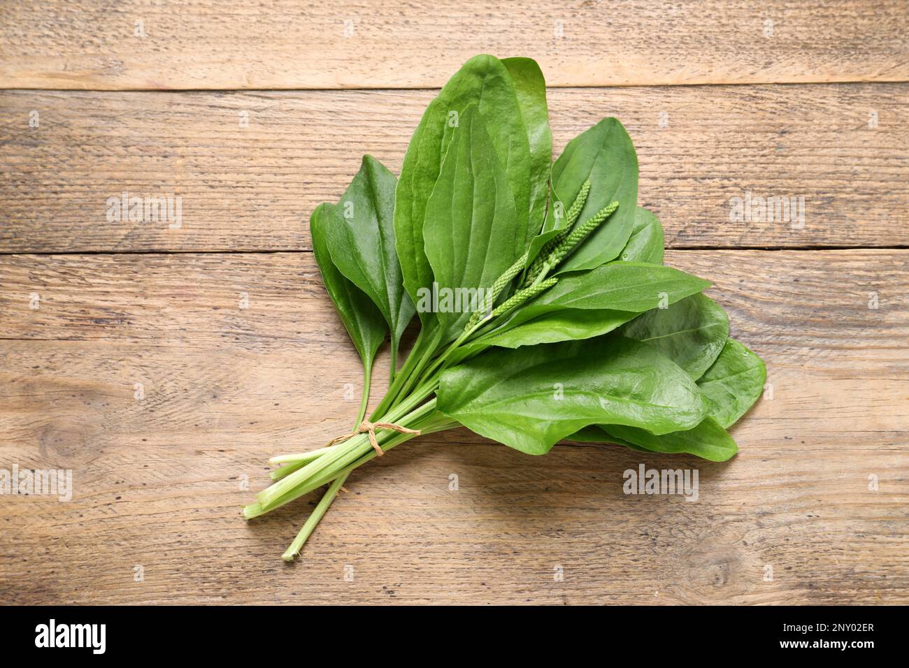Plantago major seeds hi-res stock photography and images - Alamy
