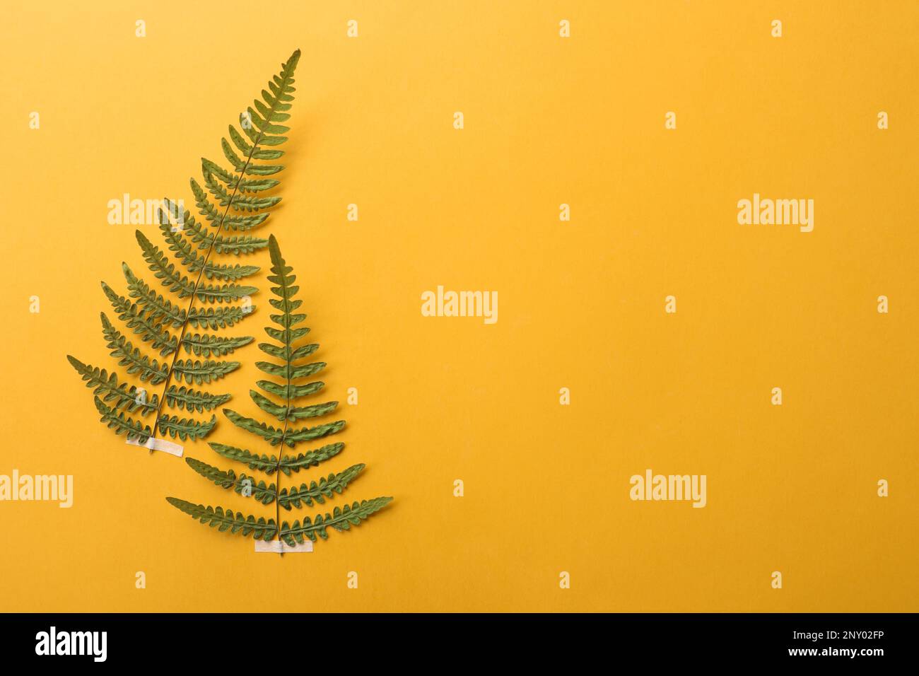 Wild pressed dried fern leaves on orange background, space for text ...