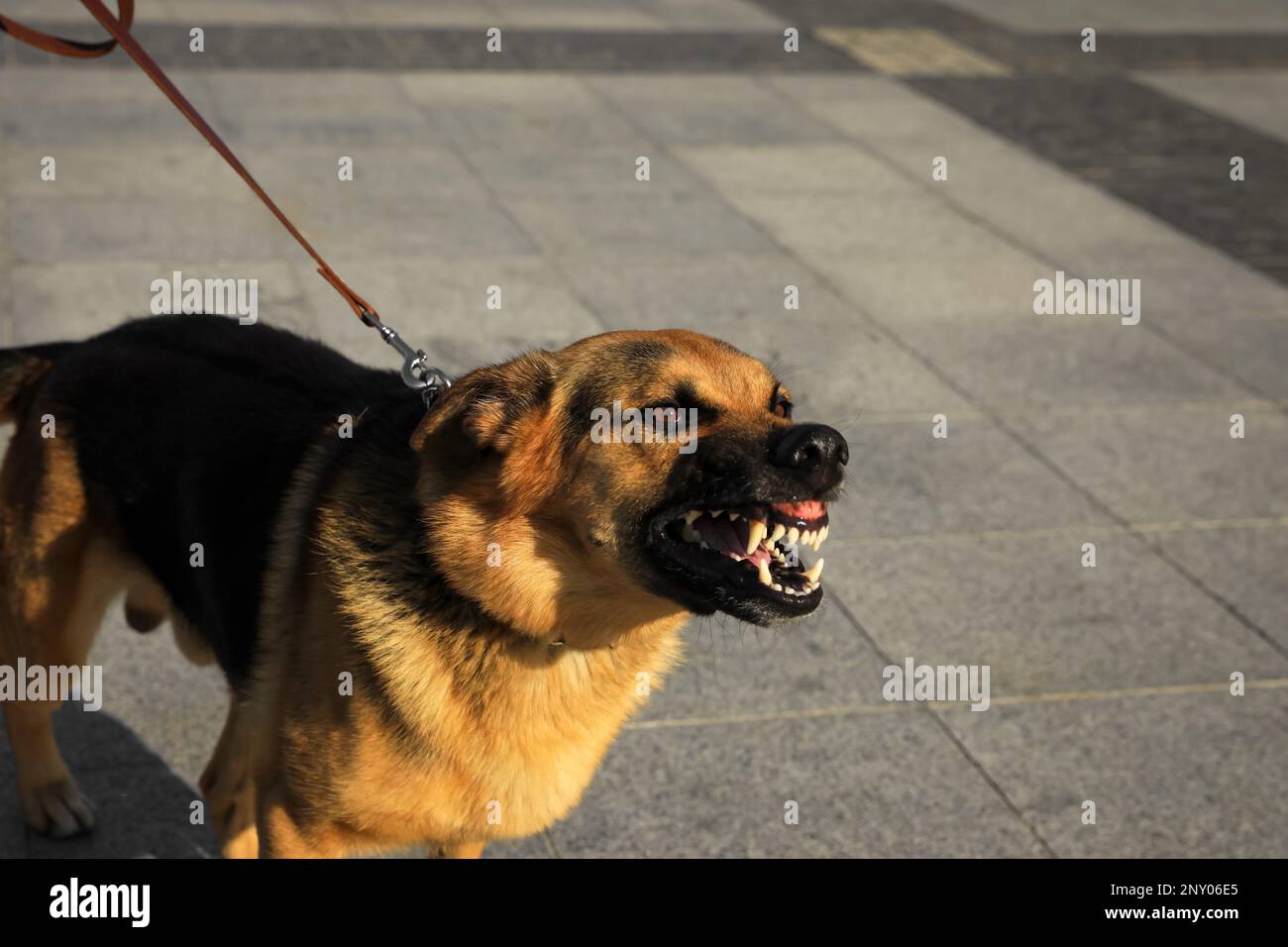 Aggressive German Shepherd dog on city street Stock Photo - Alamy