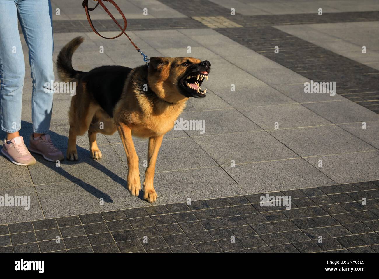 Woman cruel to dog hi-res stock photography and images - Alamy