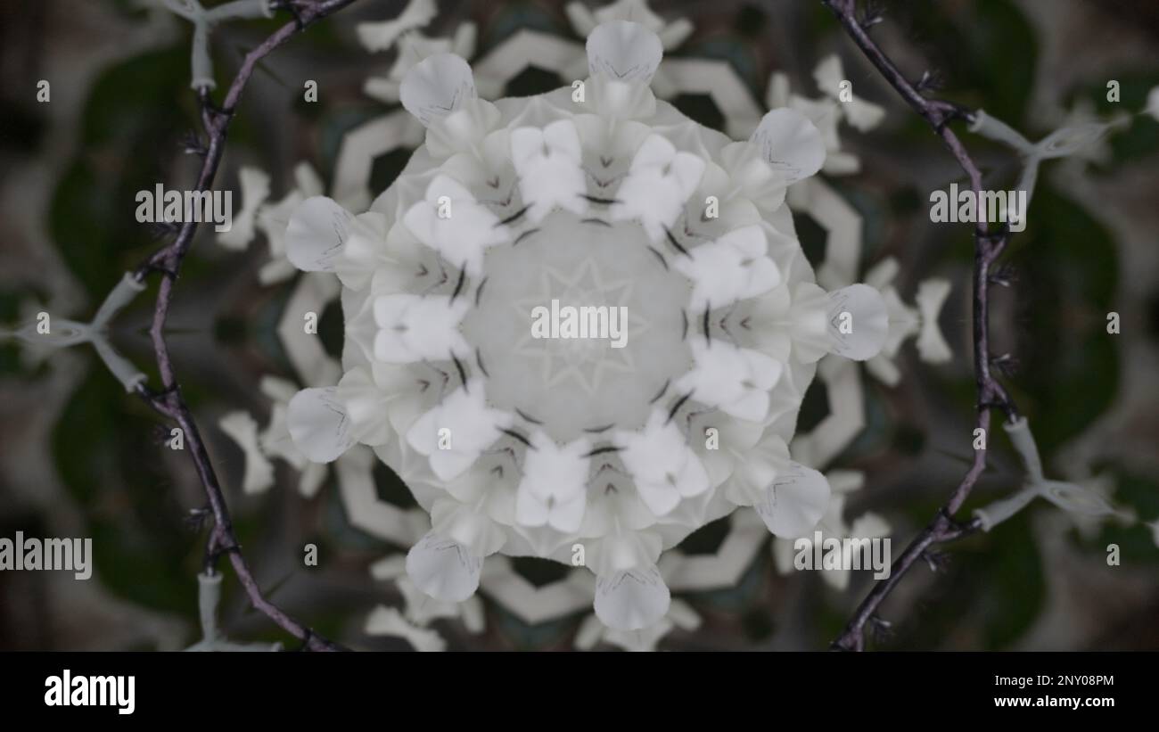 Hypnotic natural pattern hi-res stock photography and images - Alamy