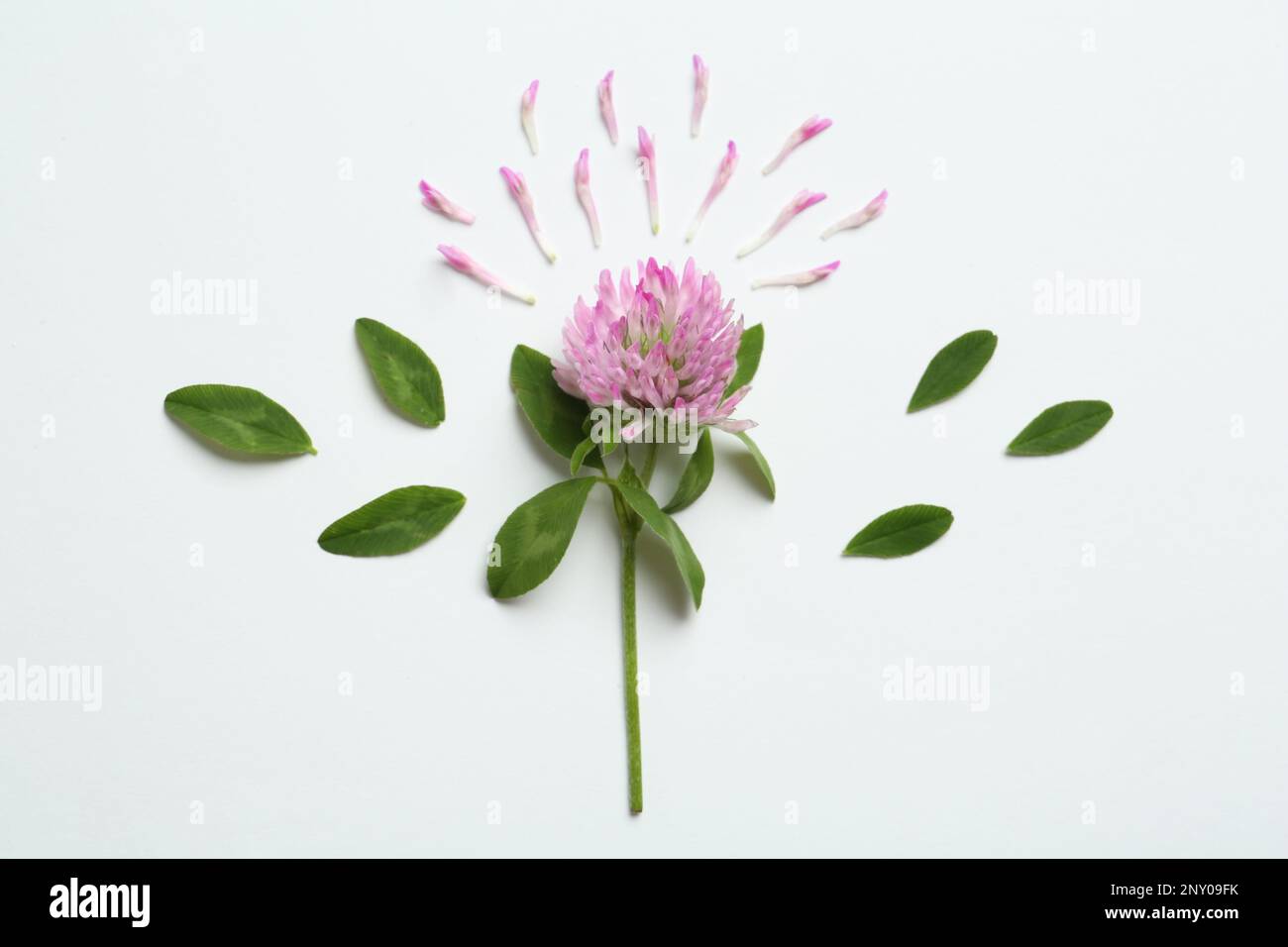 Pink clover flower trifolium trefoil petals blossom hi-res stock ...