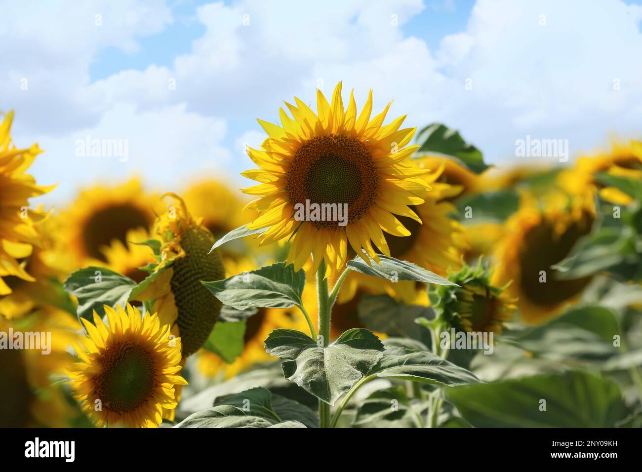 Beautiful blooming sunflowers hi-res stock photography and images - Alamy