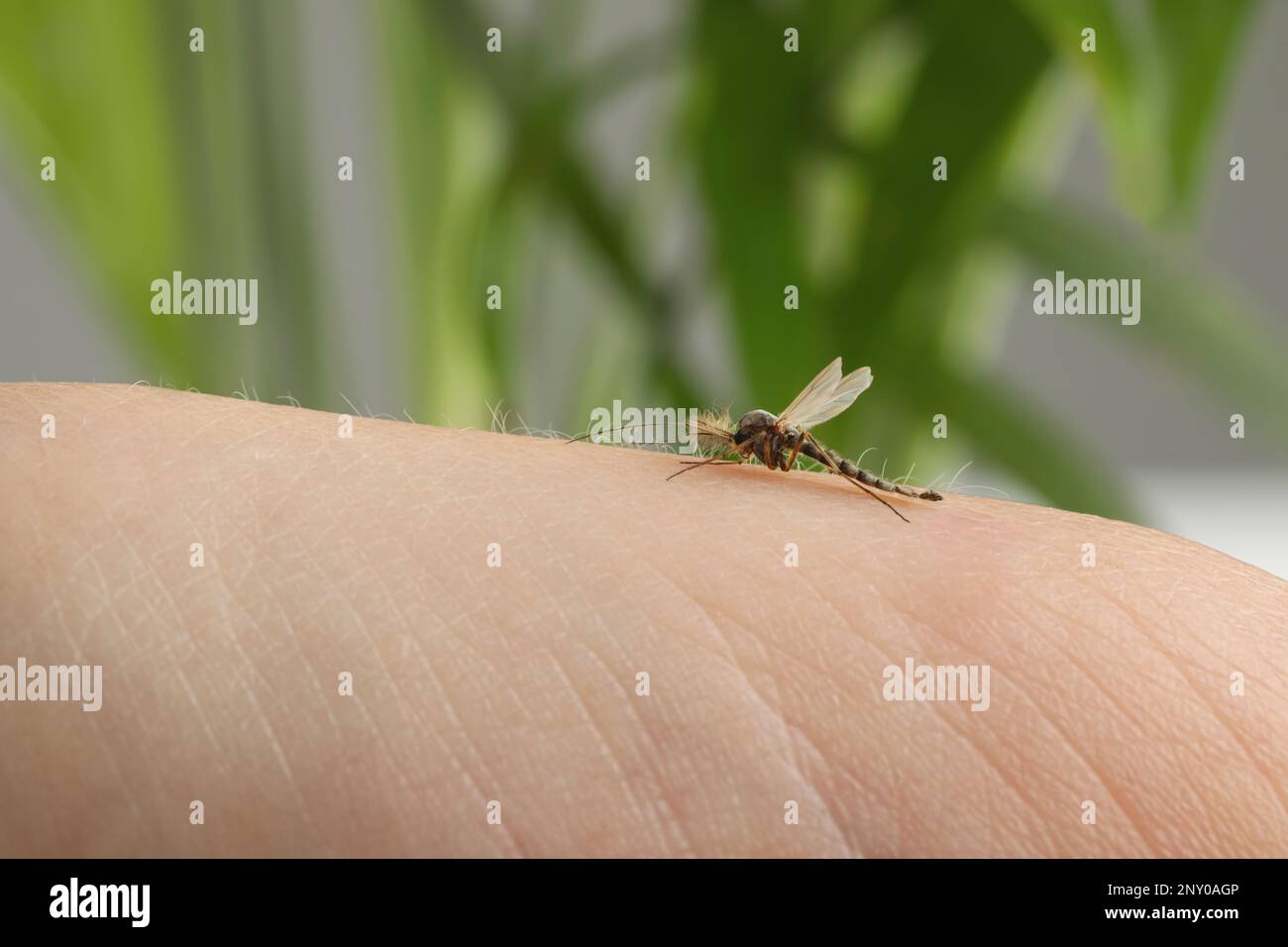 Mosquito on human's skin against blurred green background, closeup ...