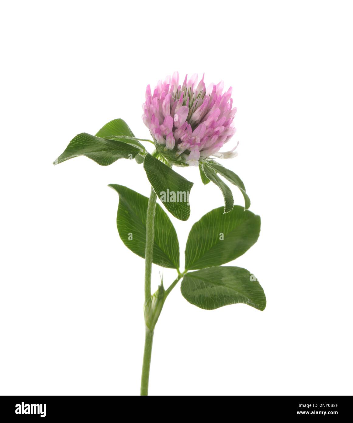 Beautiful clover flower with green leaves isolated on white Stock Photo ...