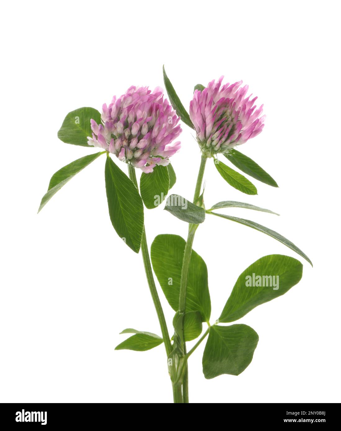 Beautiful clover flowers with green leaves on white background Stock ...