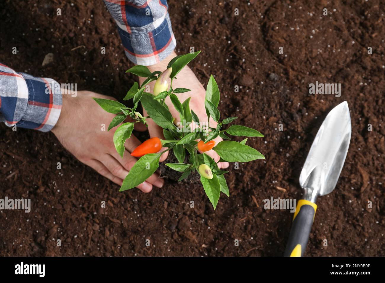 Man transplanting pepper plant into soil, top view Stock Photo - Alamy