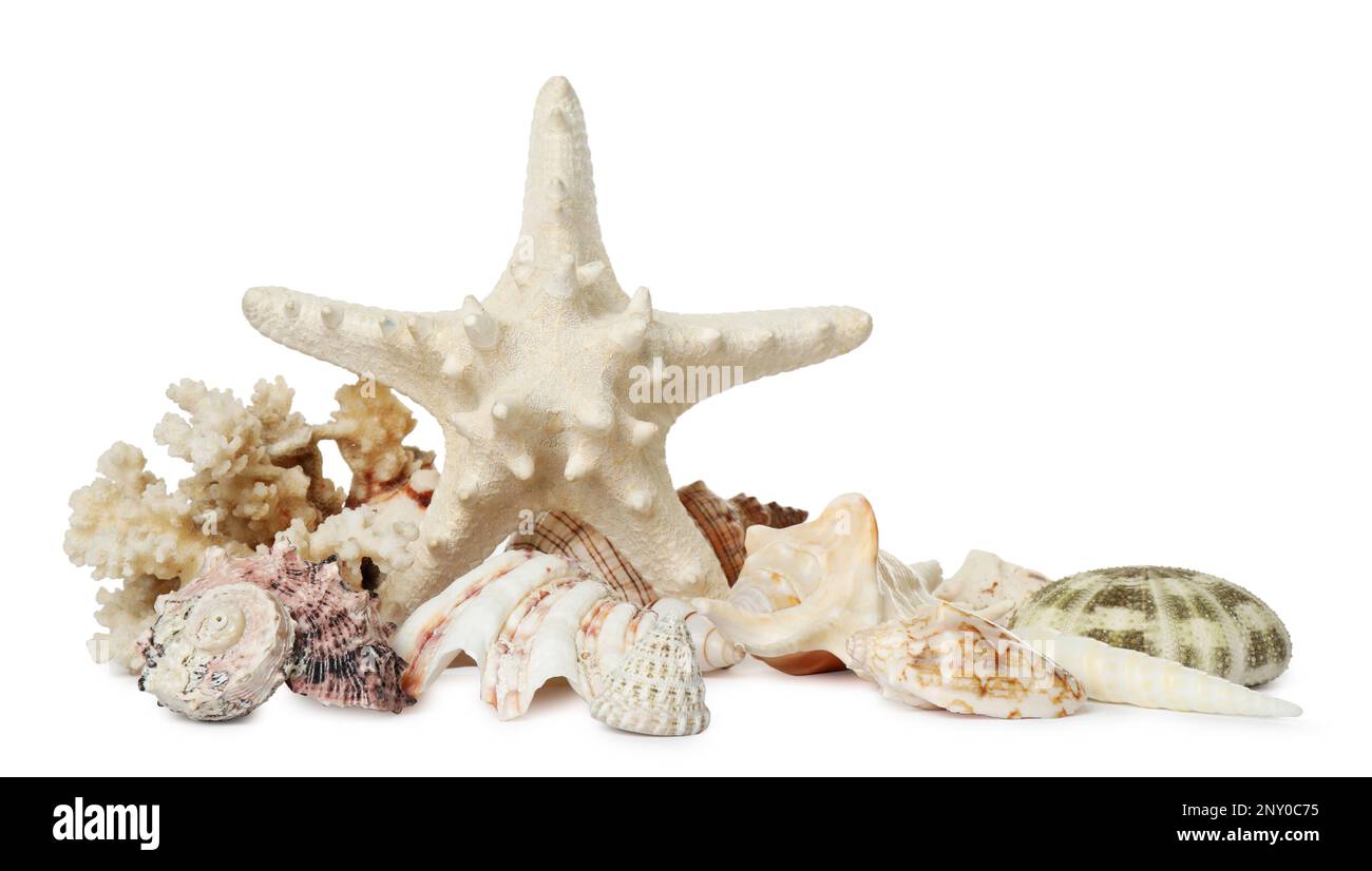 Beautiful starfish, coral and sea shells on white background Stock ...