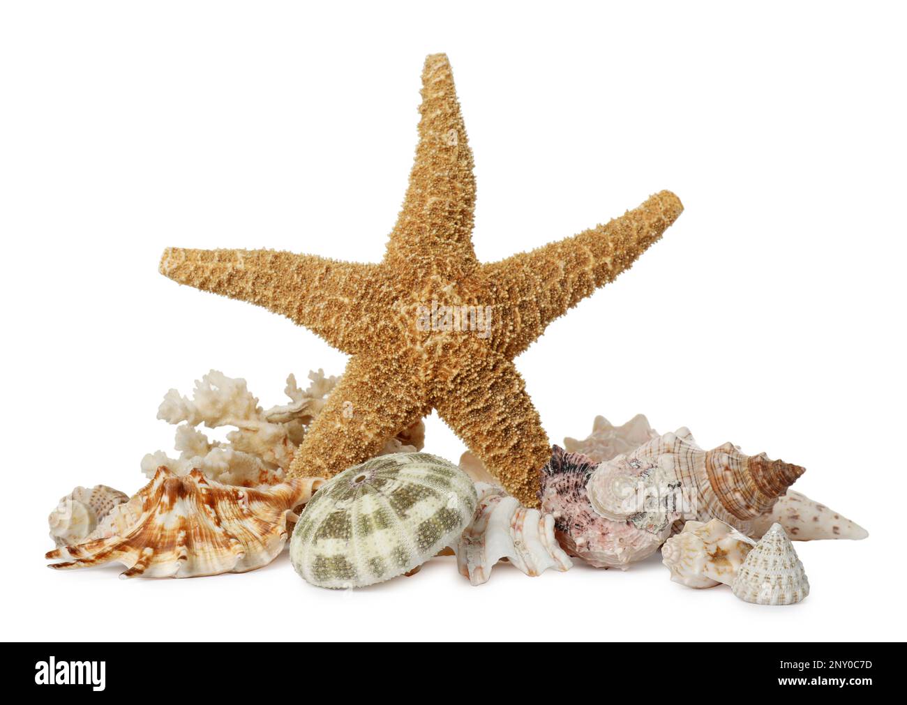 Beautiful starfish, coral and sea shells on white background Stock ...