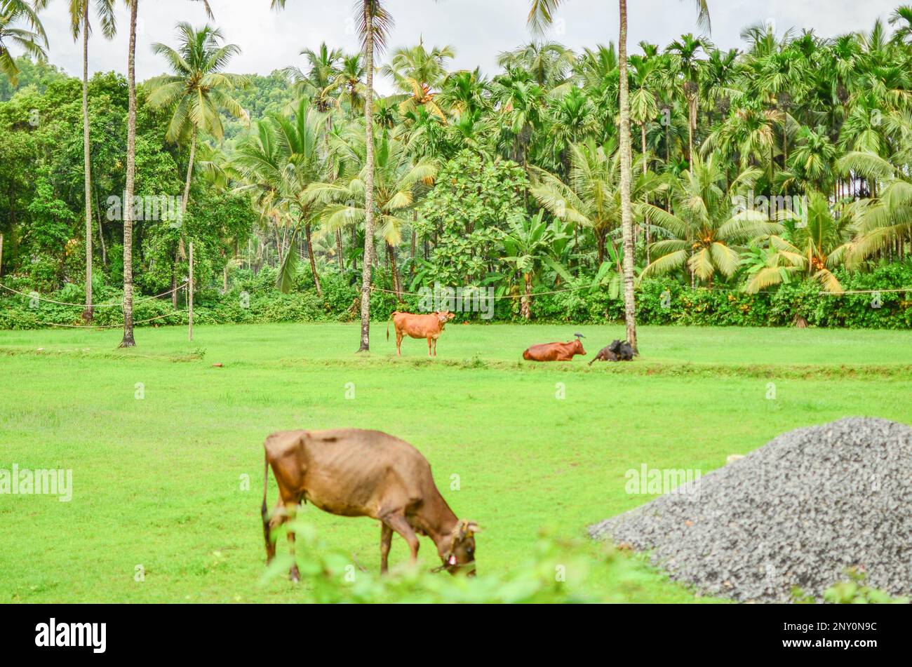 Glimpses of rural India - Cow grazing in an uncultivated field ...