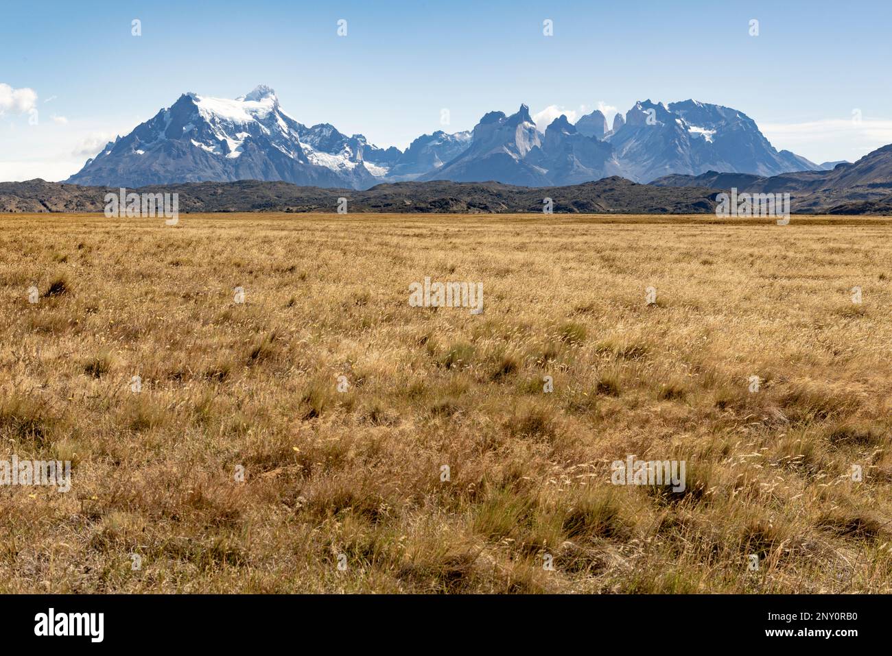 Golden Pampas and snowy mountains of Torres del Paine National Park in ...