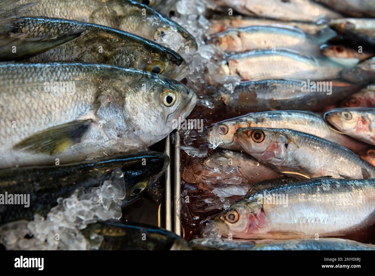 Bluefish on ice with sardines on the right Stock Photo - Alamy