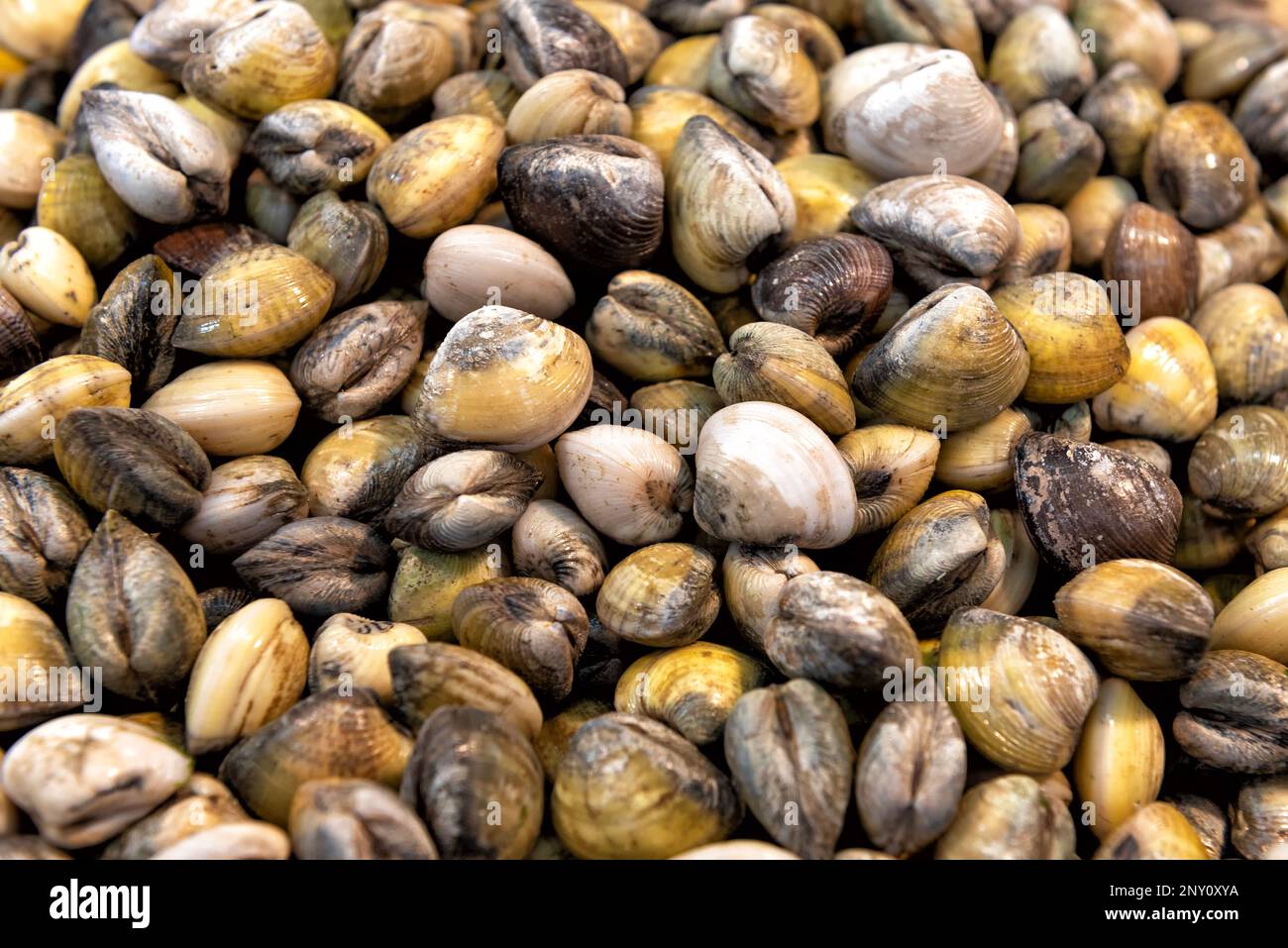 Clams class hi-res stock photography and images - Alamy