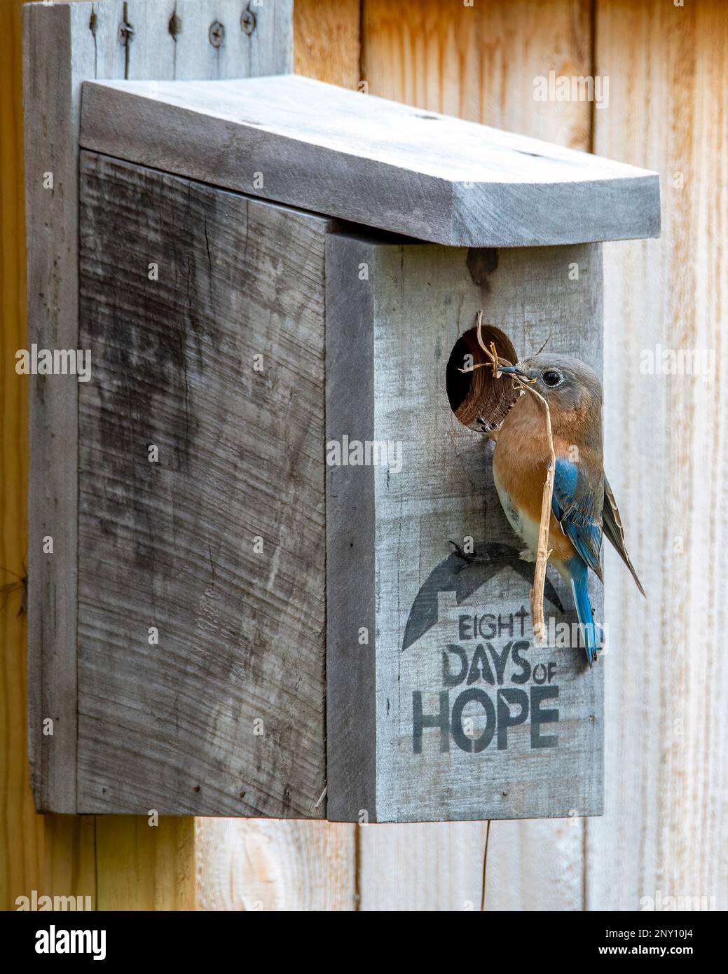 Inside bird box hi-res stock photography and images - Alamy