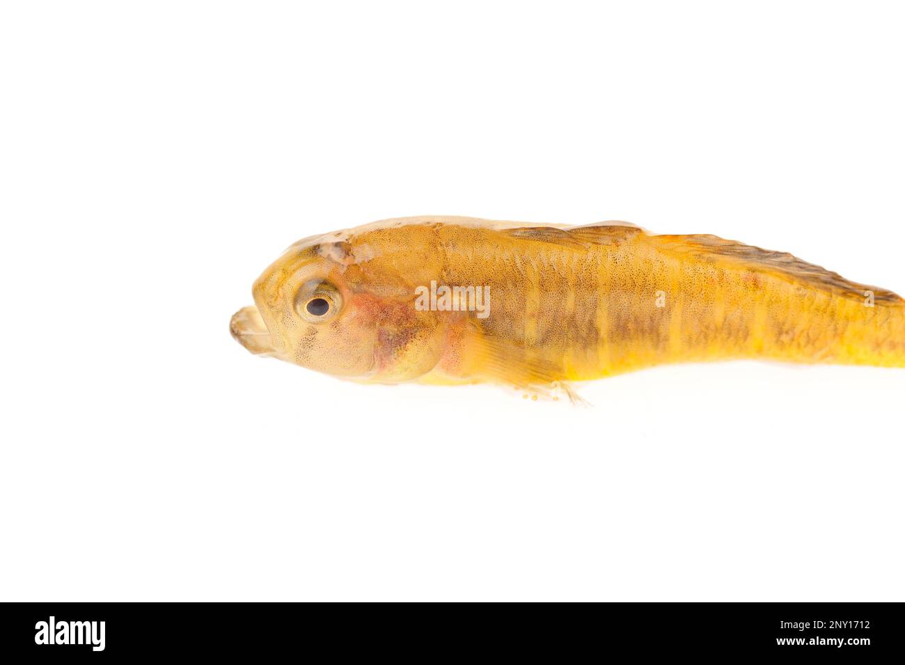 Isolated in the white background of fish Stock Photo - Alamy