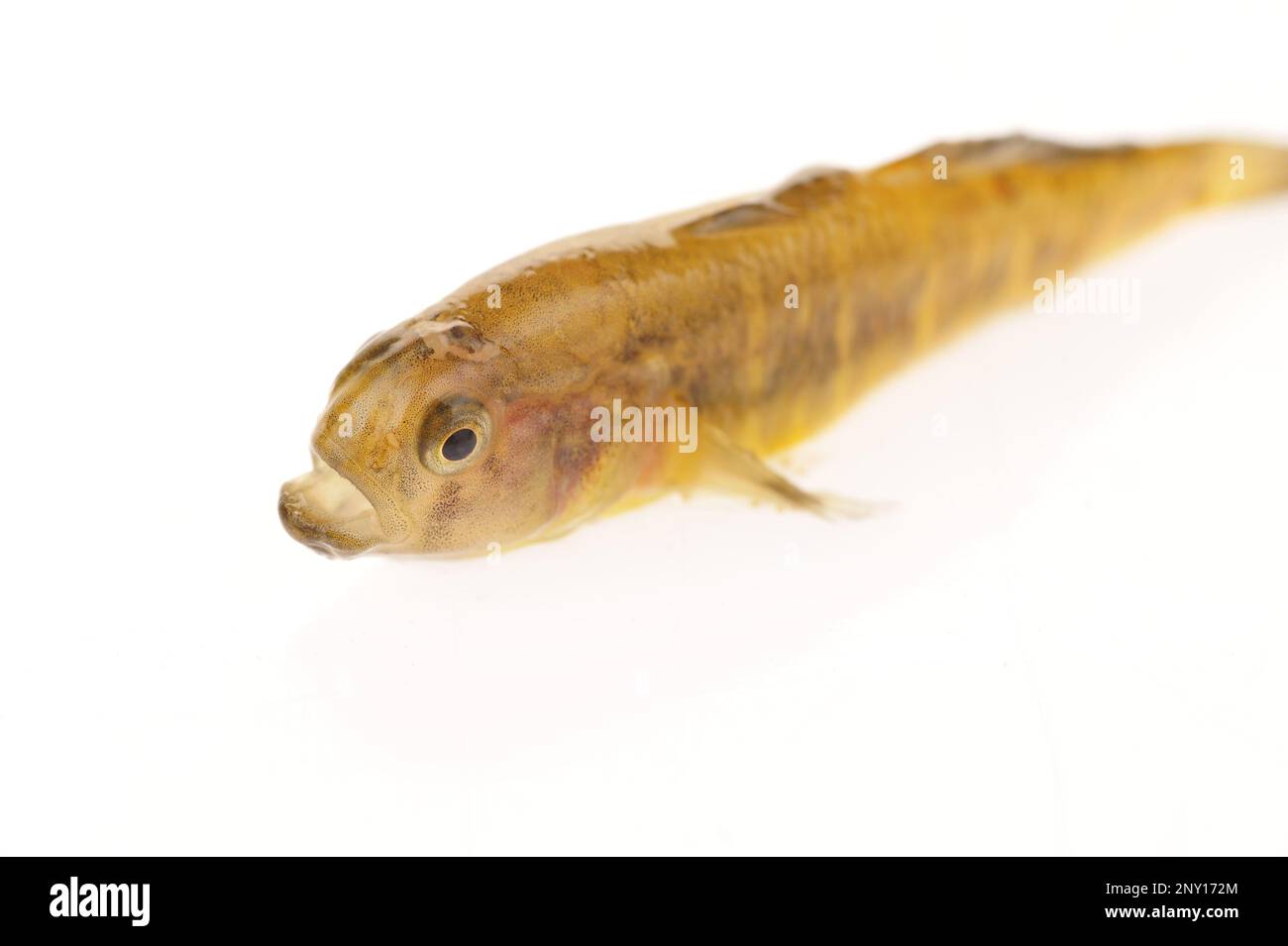 Isolated in the white background of fish Stock Photo - Alamy