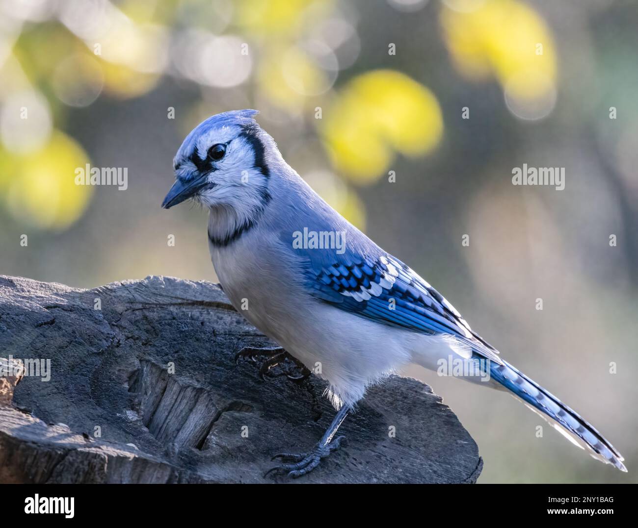 One blue Jay on a tree stump with another one landing Stock Photo - Alamy