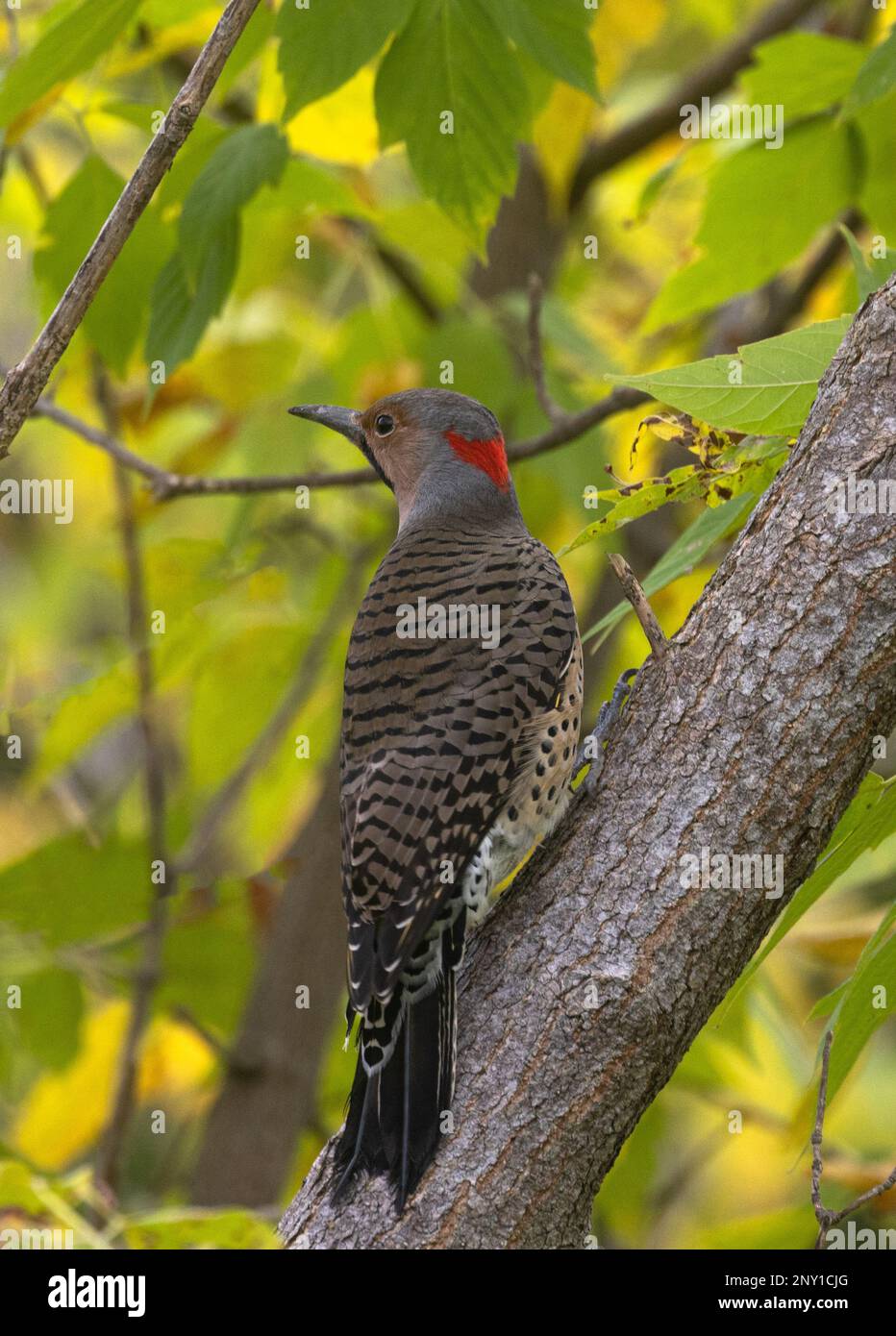 A yellow-shafted Northern Flicker on a tree with green leafy background ...
