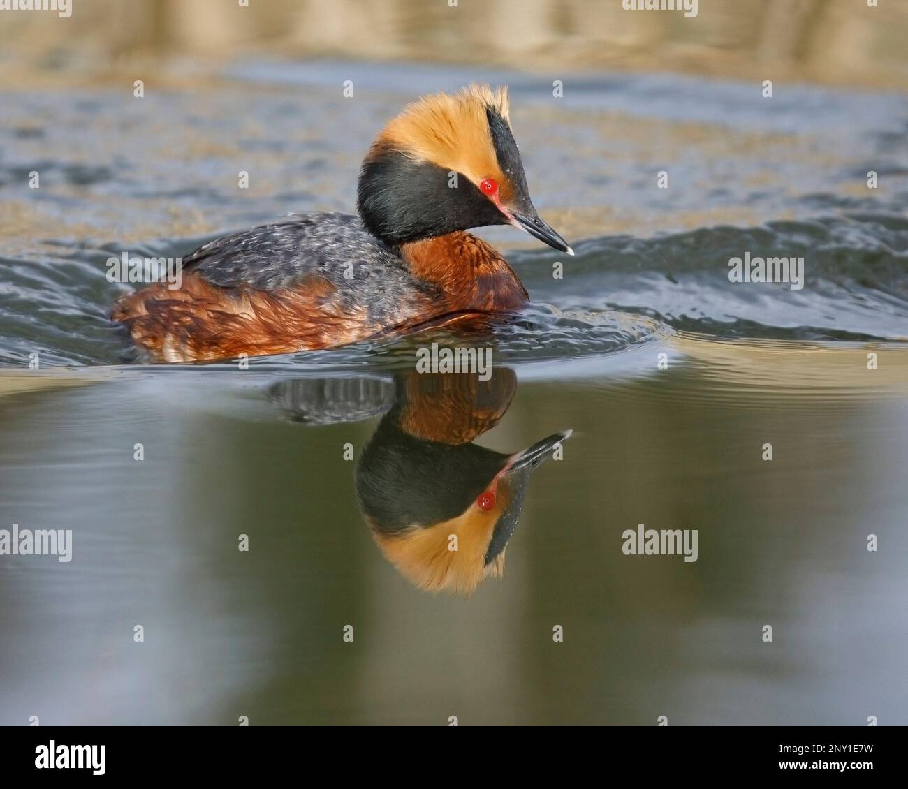 Horned grebe in swimming in lake water, Canada. Podiceps auritus Stock ...
