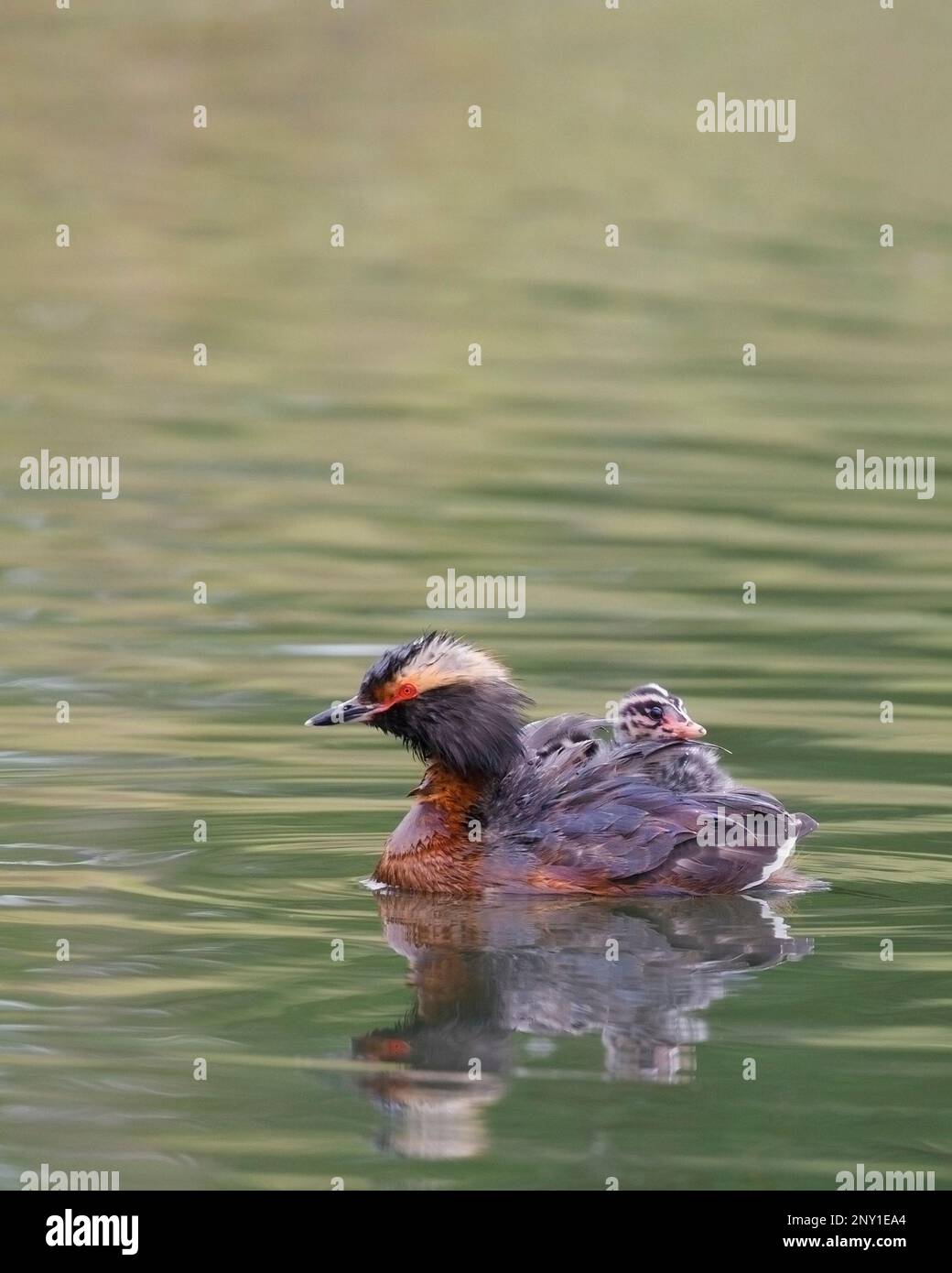 Grebe babies hi-res stock photography and images - Alamy