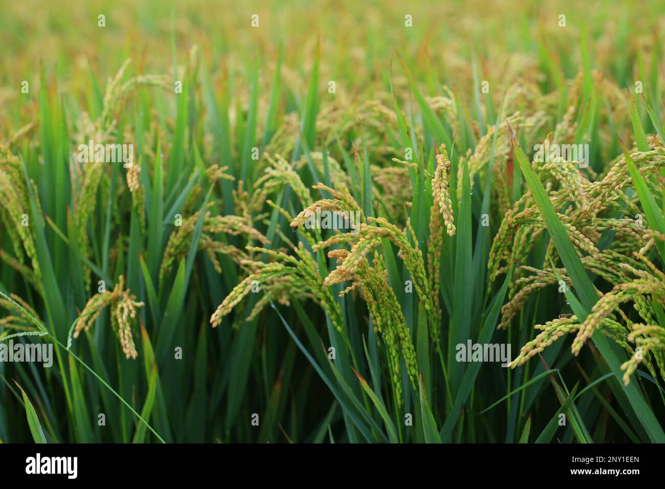 The autumn rice fields Stock Photo - Alamy