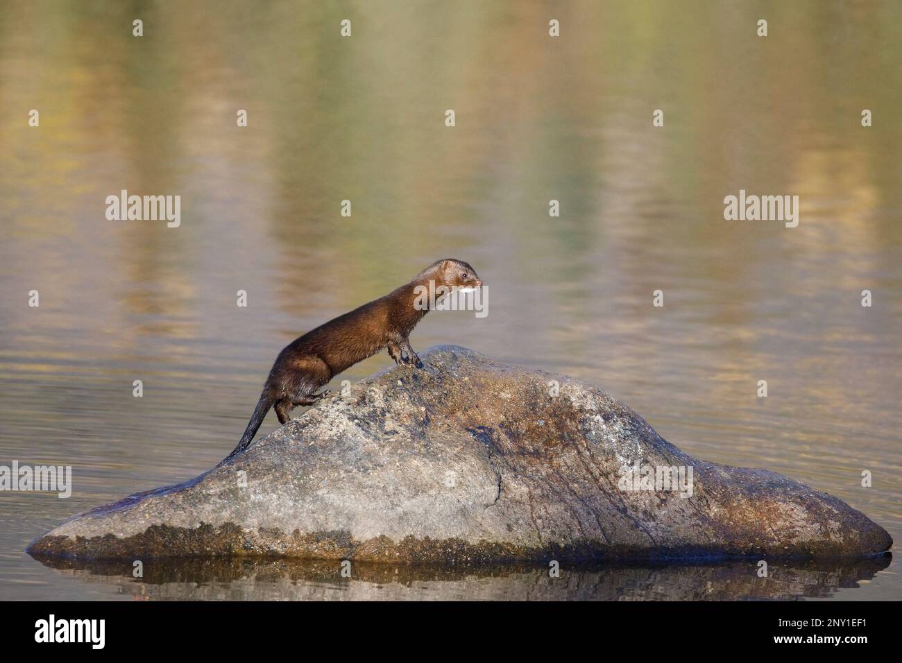 Mink lake hi-res stock photography and images - Alamy