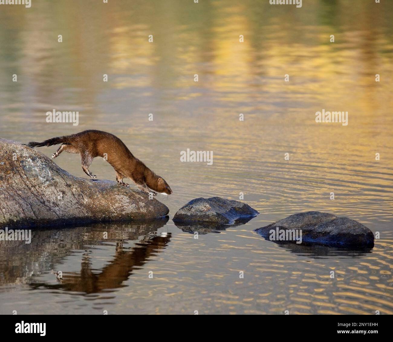 American mink standing running on hi-res stock photography and images ...